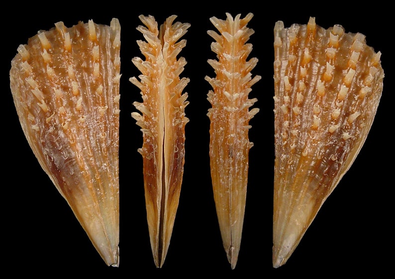 Pinna Rudis Seashell, Seashells Scientific Collection, Spiny Pen ...
