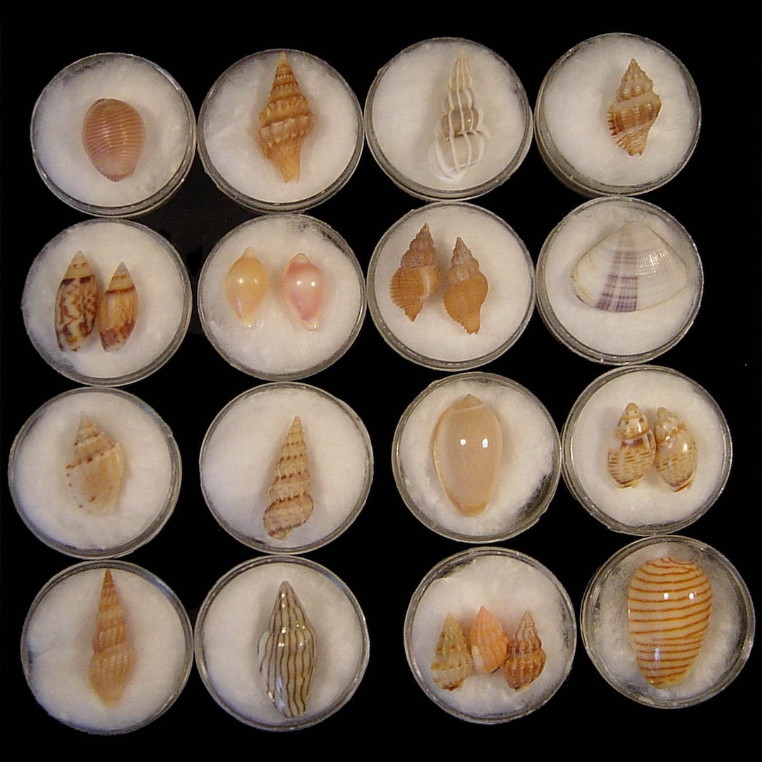Collection of 22 Selected Seashells From Various Localities, Seashell ...