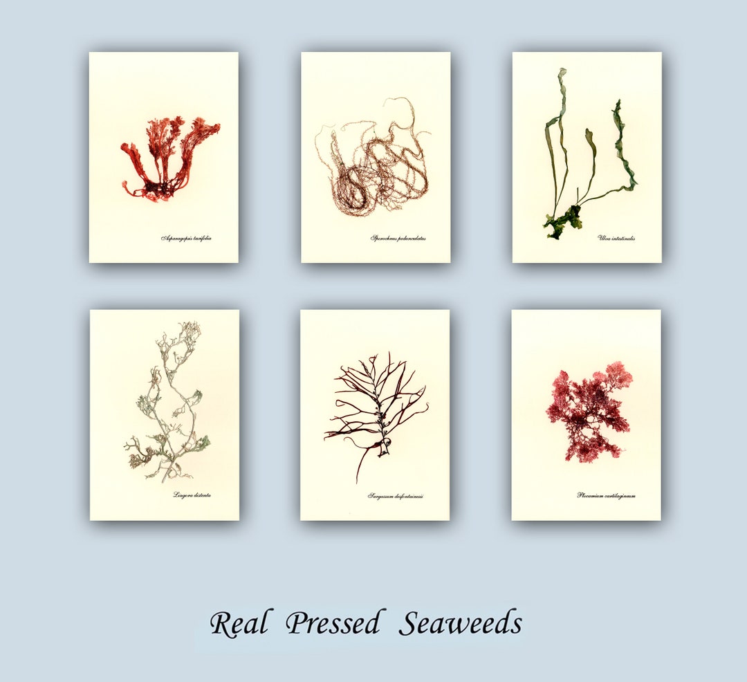 ALGAE Prints, Set 6 Algarium Natural Prints , Botanicals Subtitled ...