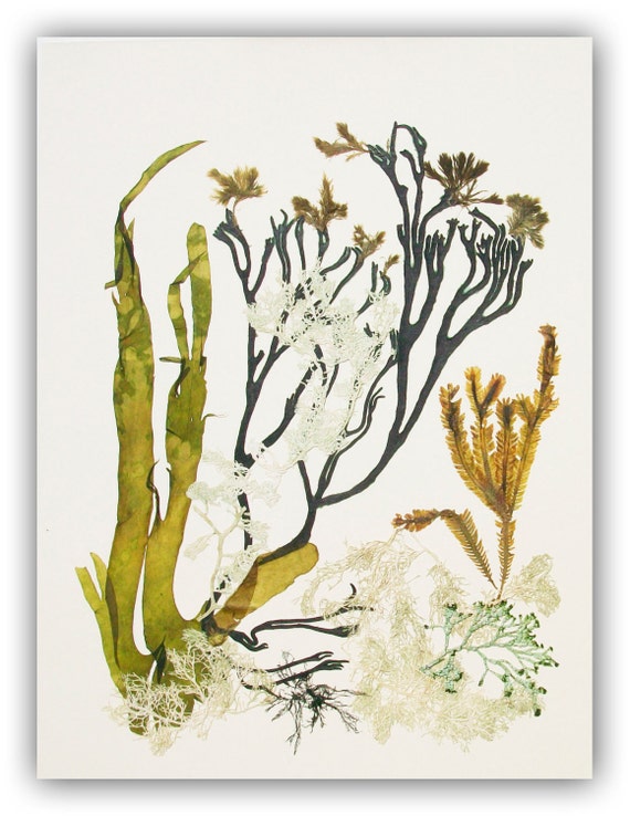 Pressed Seaweed Art