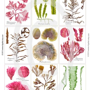 Pressed Seaweed Art, Seaweeds for Aceos, Set of 9 Printable, Digital ...