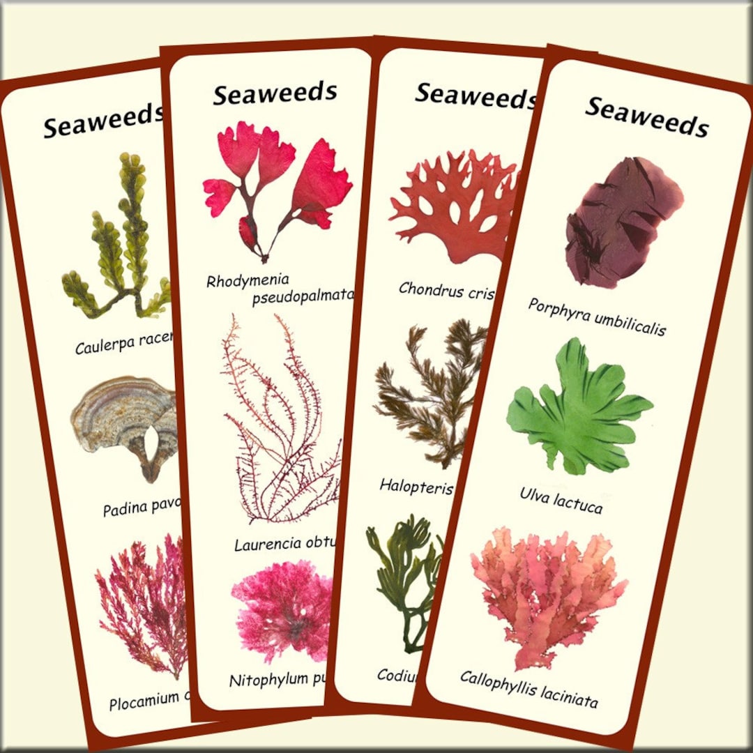 Seaweeds Bookmarks, Printable Digital Collage Sheet, Educational ...