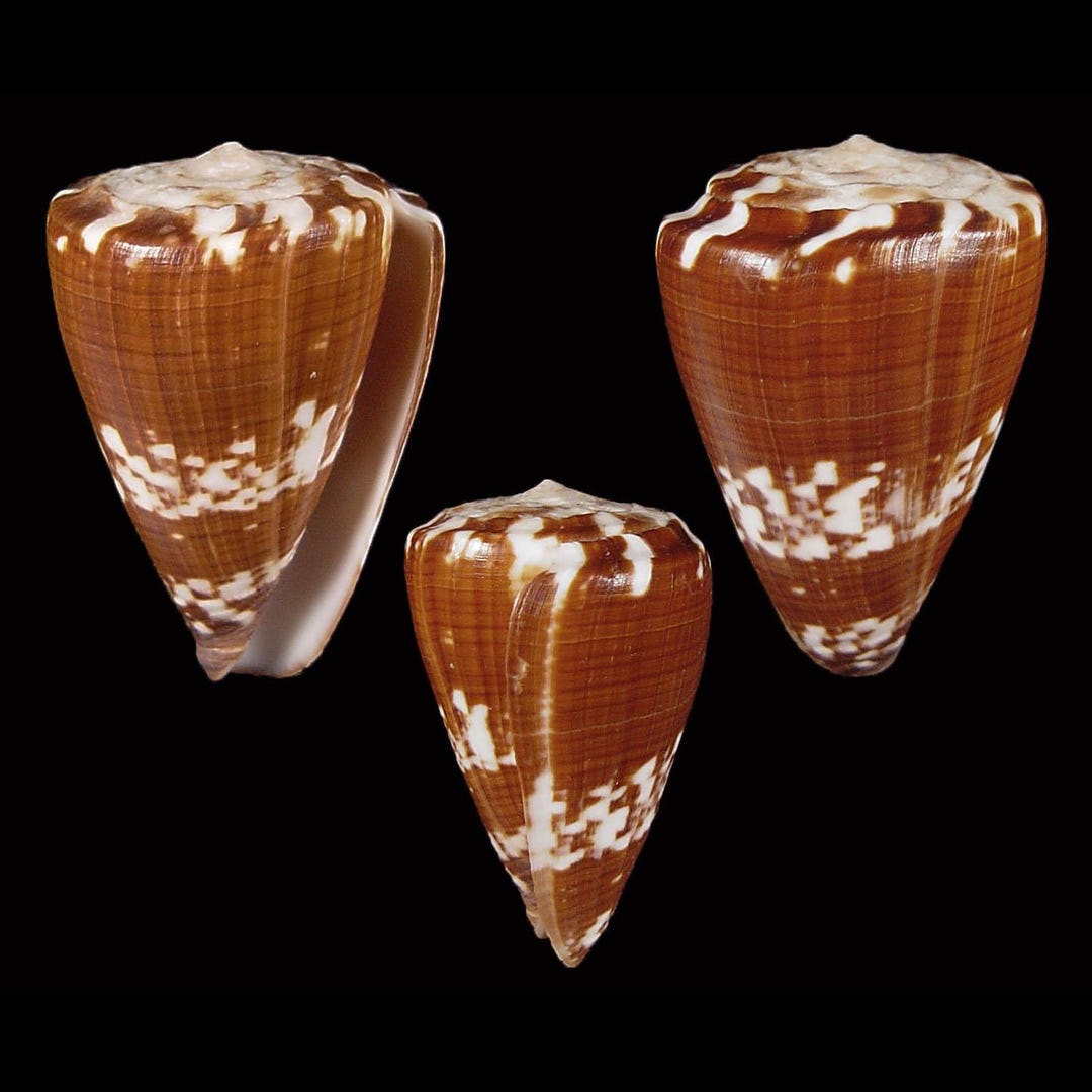 Conus Ateralbus Seashell, Specimen Seashell for Collectors, Conidae ...