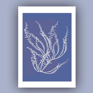 Cyanotype Impressions, Ocean Pressed Seaweed Print, Blue Sea Grass Set ...