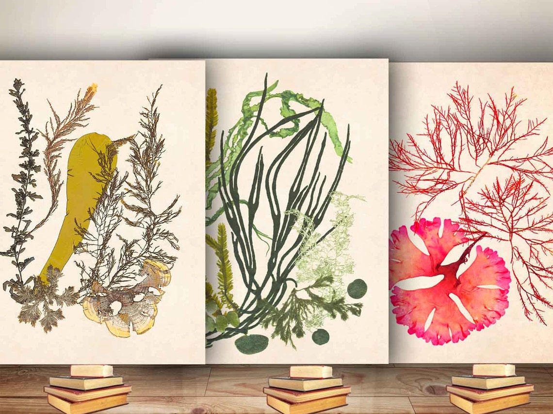 Seaweed Artwork Print, Pressed Seaweed Art, Ocean Art, Nautical Art ...