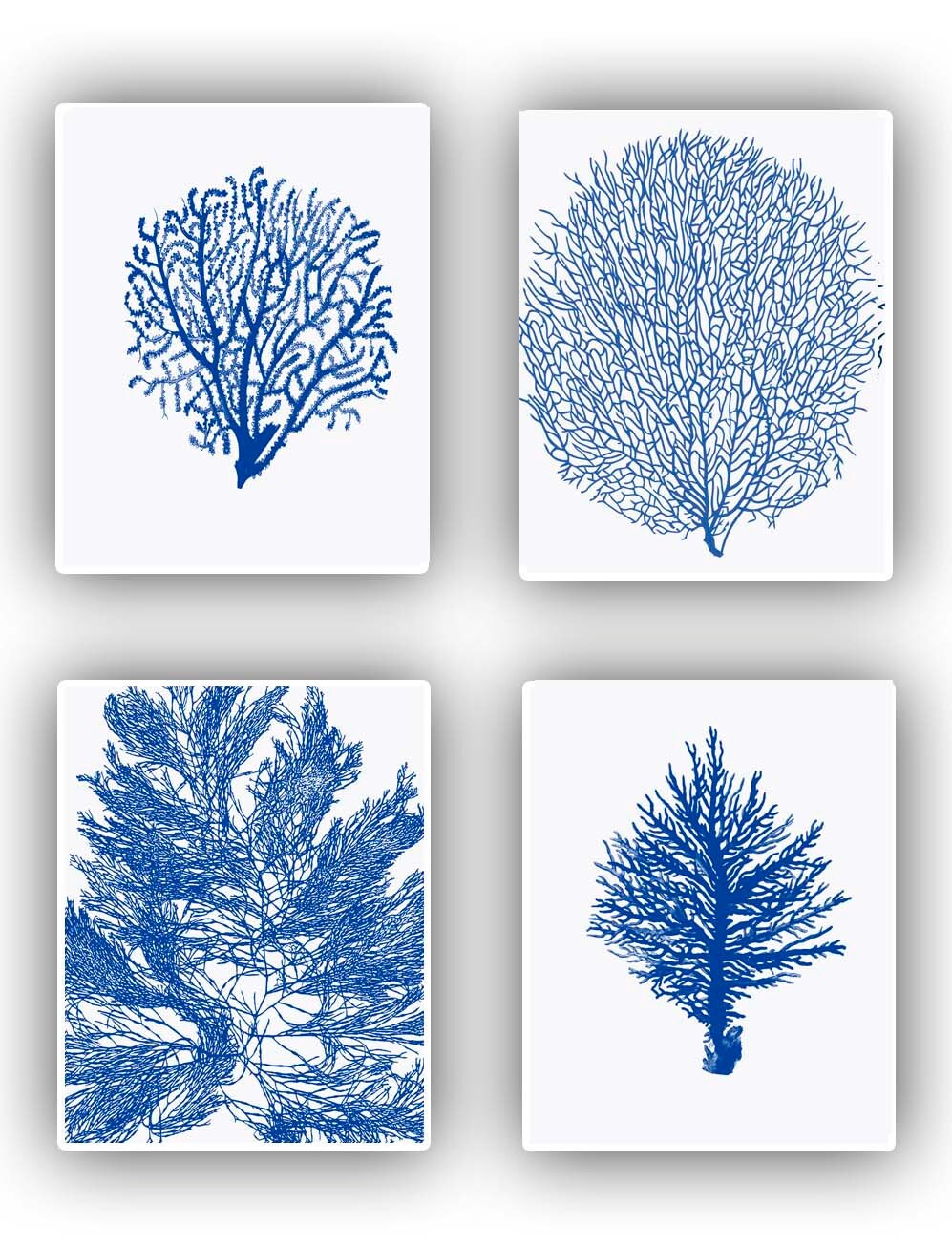 Sea Fan Collection Prints, Set of 4, 11x14, Seafan Coral, Home Decor ...