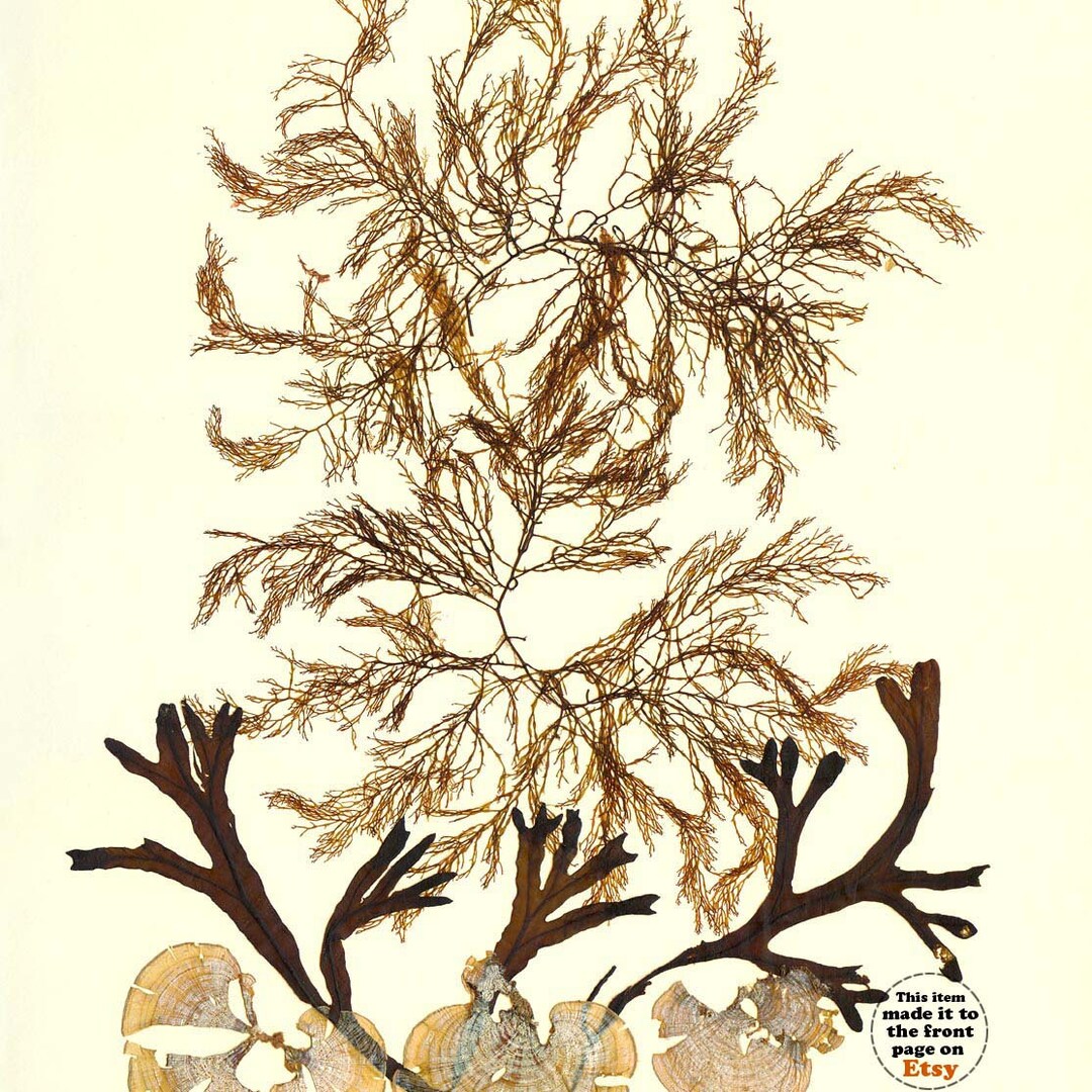algae-print-art-made-to-order-algaeartwork-alga-pressing-beach