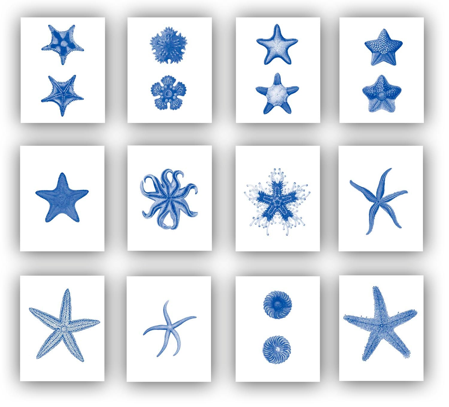 Starfish Prints Make Your Own Display Collection Ocean Star | Etsy