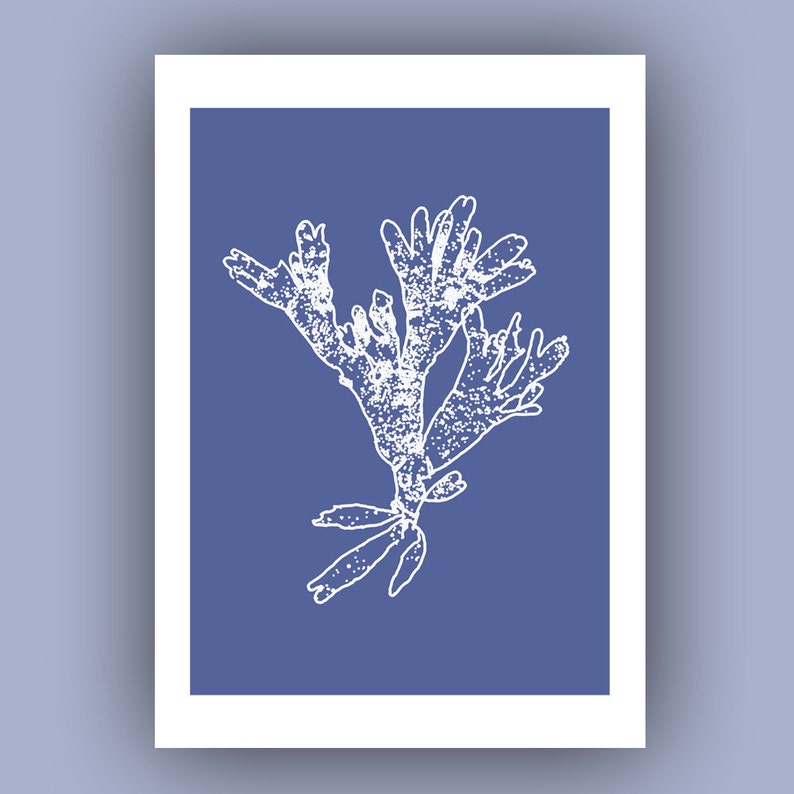 Cyanotype Impressions, Ocean Pressed Seaweed Print, Blue Sea Grass Set ...