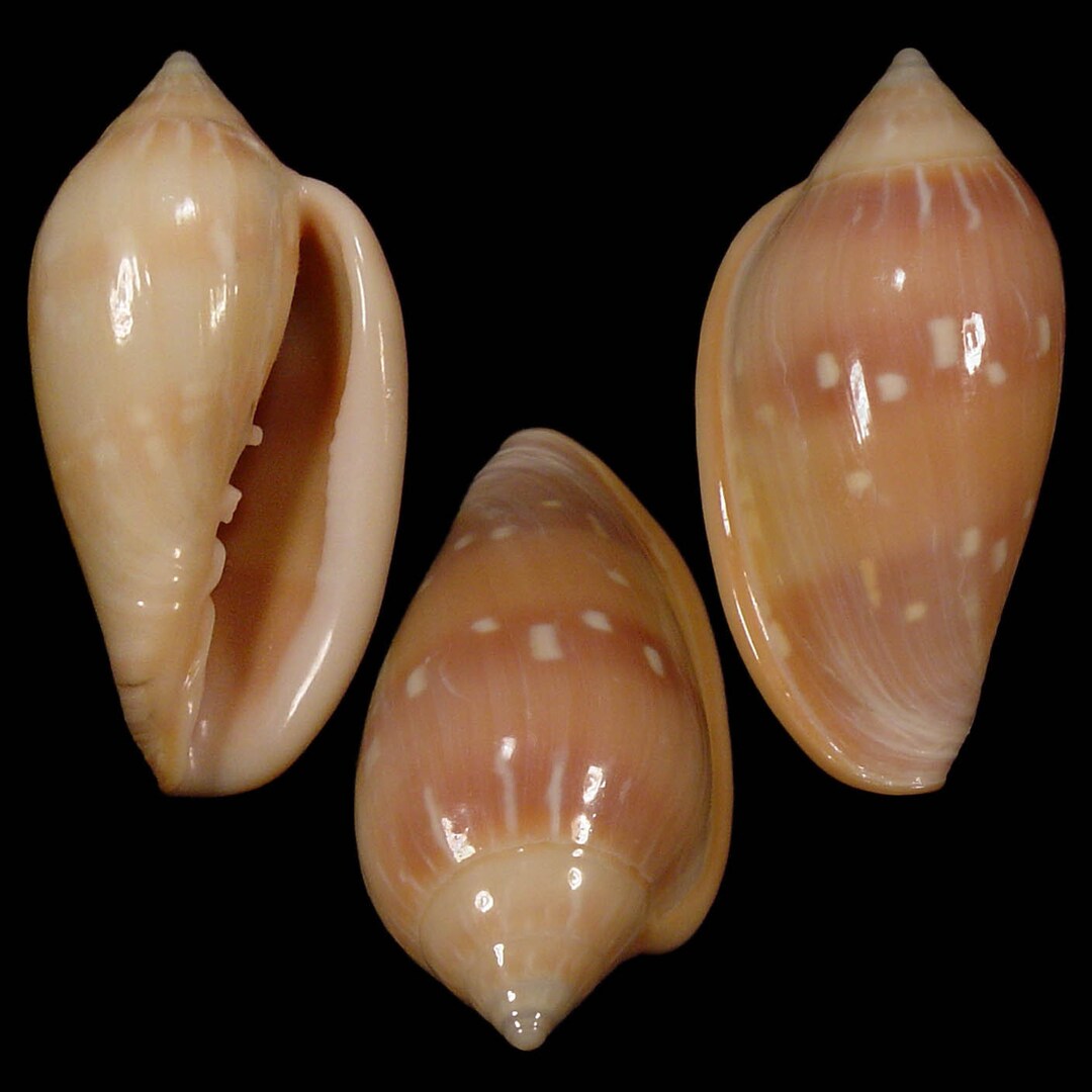 Marginella Desjardini, Seashells Scientific Collection, Margin Shell ...