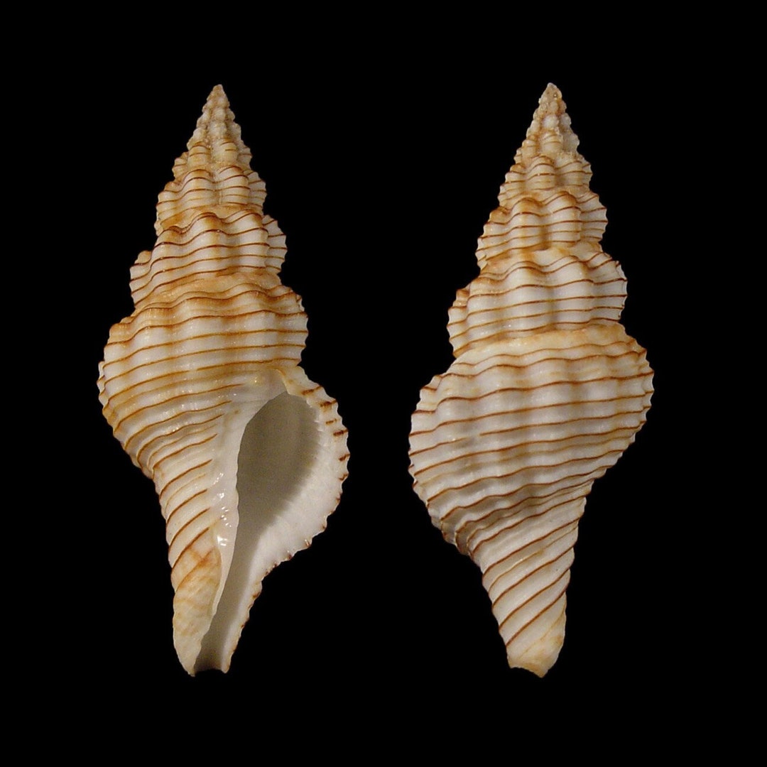 Fusinus Filosus Seashell, Specimen Seashell for Collectors, Spindle ...