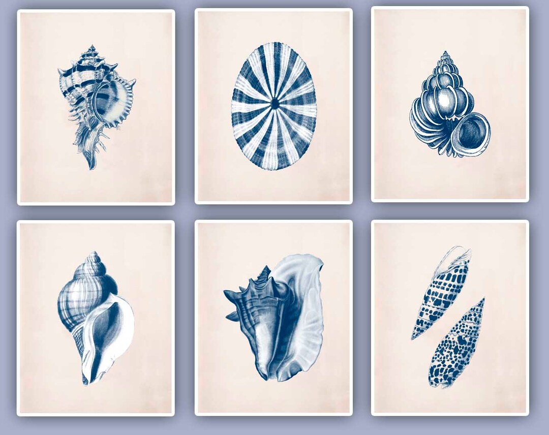 Seashells Prints, Sea Shells Navy Color Prints, Seashore Shells, Sea ...