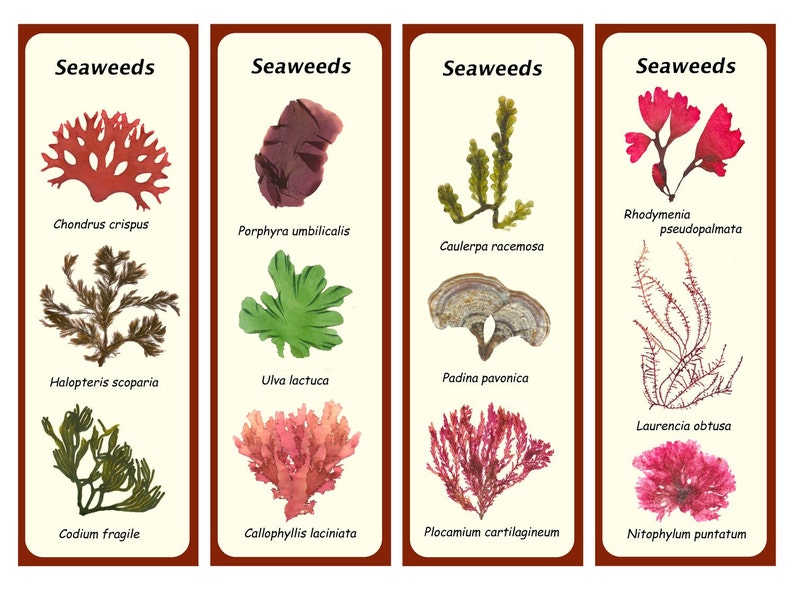 Seaweeds Bookmarks, Printable Digital Collage Sheet, Educational ...