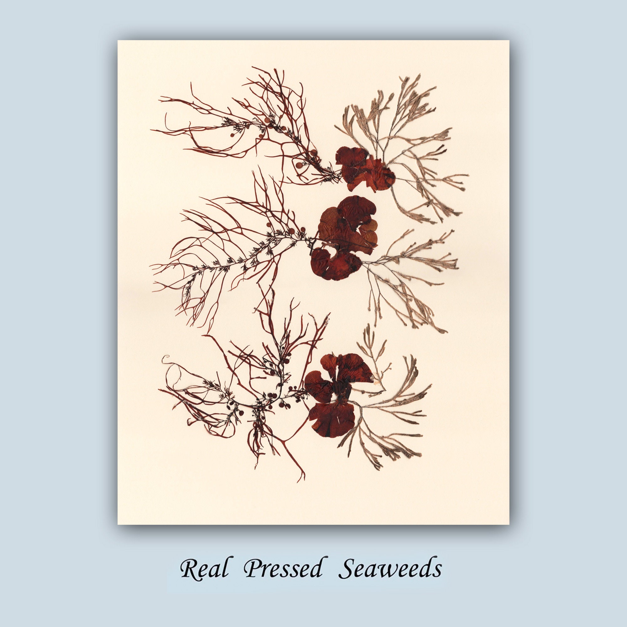 Fine Art Print, Set of 3, Reproduction of My Seaweed Art, Limited Ed ...