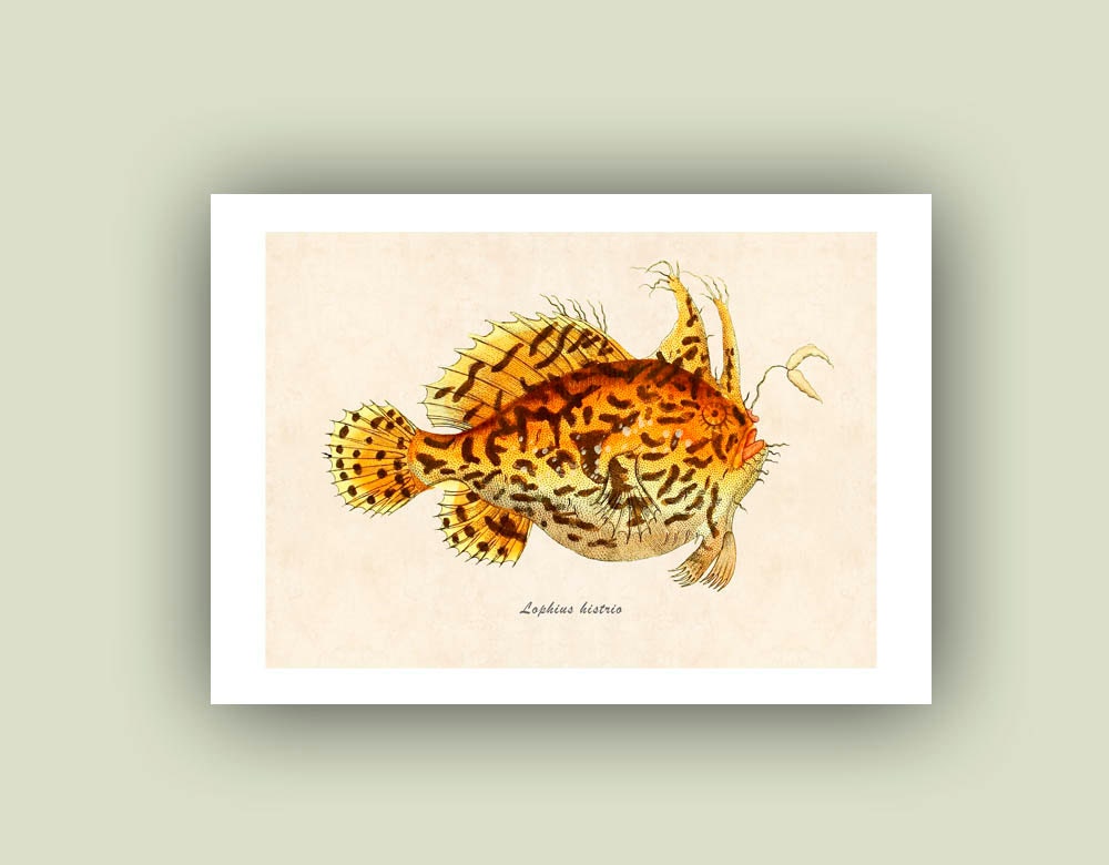 Balloon Fish Prints, Sea Life Creatures, Marine Decor, Nautical Art ...