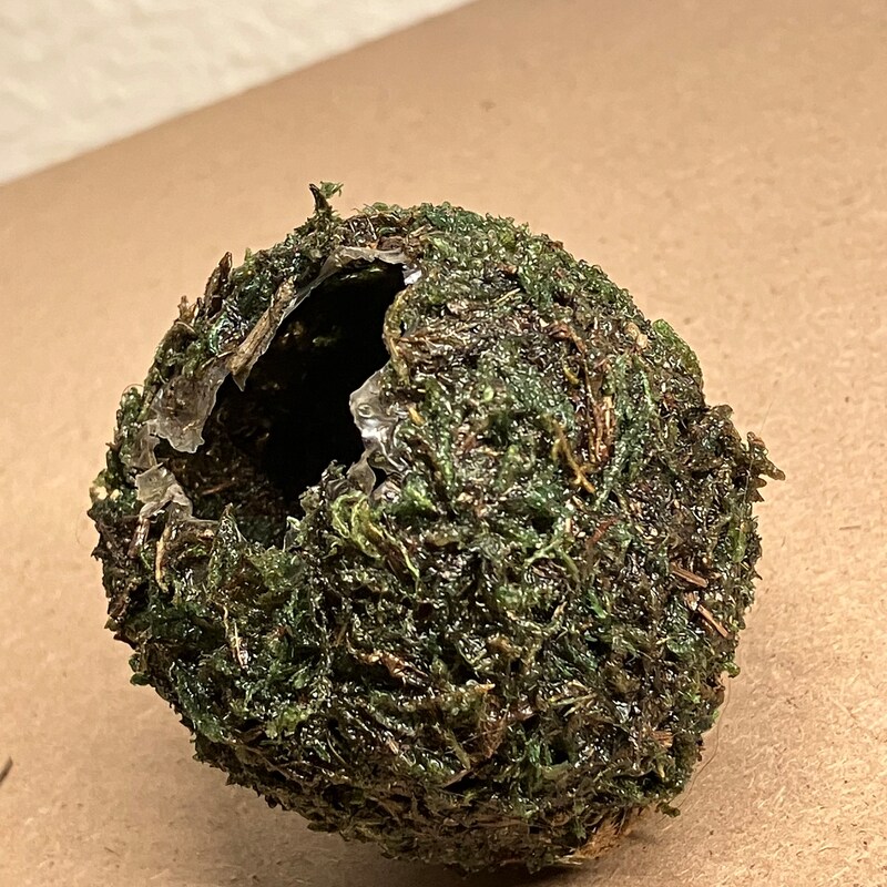 Moss Hide Reptiles - Etsy