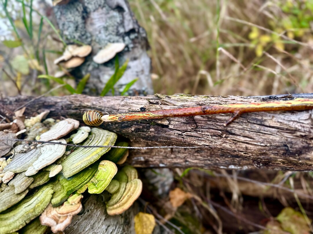 Flame Lightworker Alder Fire Sun Talking Stick Medicine Ritual Wand ...