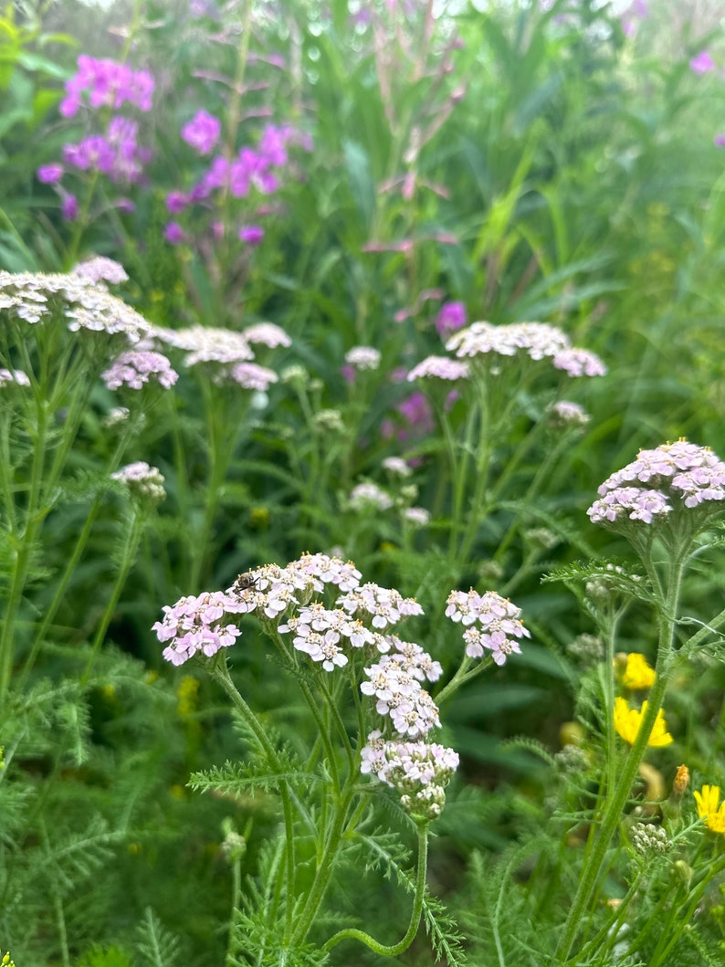 Wildcrafted Yarrow Salve: Extra Strength Herbal Balm With Willow - Etsy