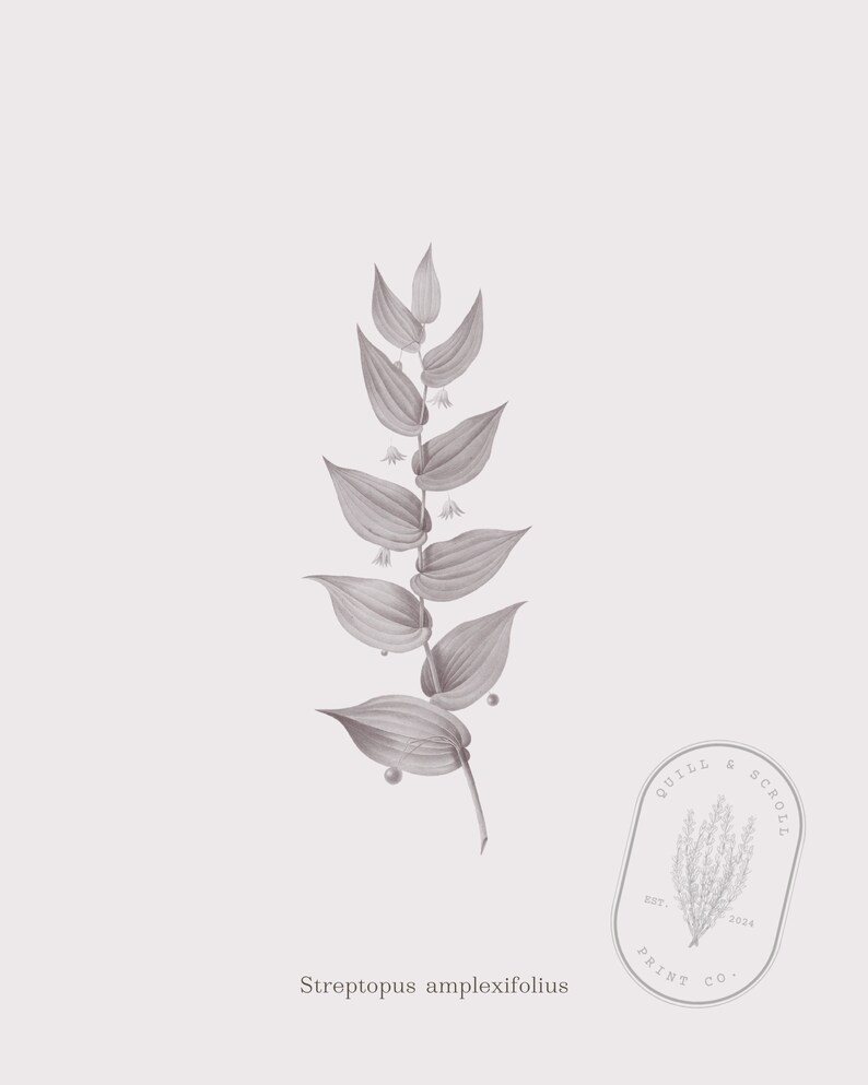 Vintage Botanical Illustration Twisted Stalk Digital Print, Antique ...