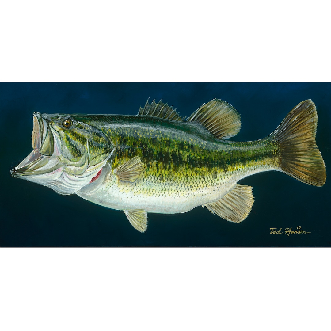 Largemouth Bass on Blue, Limited Ed. Giclee Print - Etsy