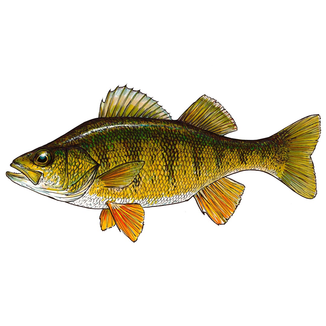 Golden-yellow Perch Vinyl Decal - 6" - Etsy