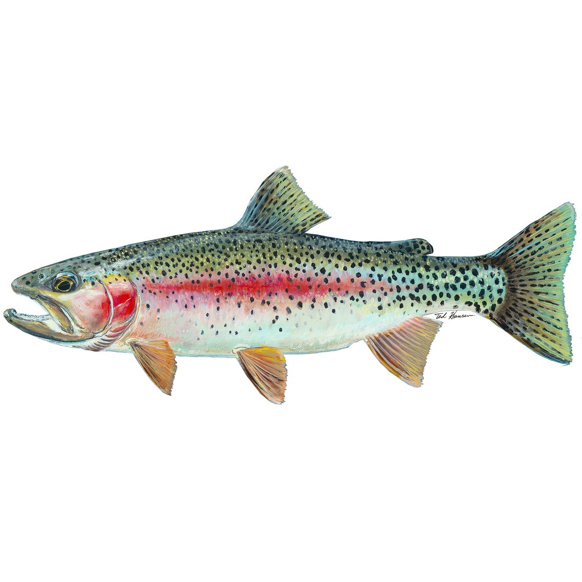 Rainbow Trout Vinyl Decal, Two Options - 3" and 7" - Etsy