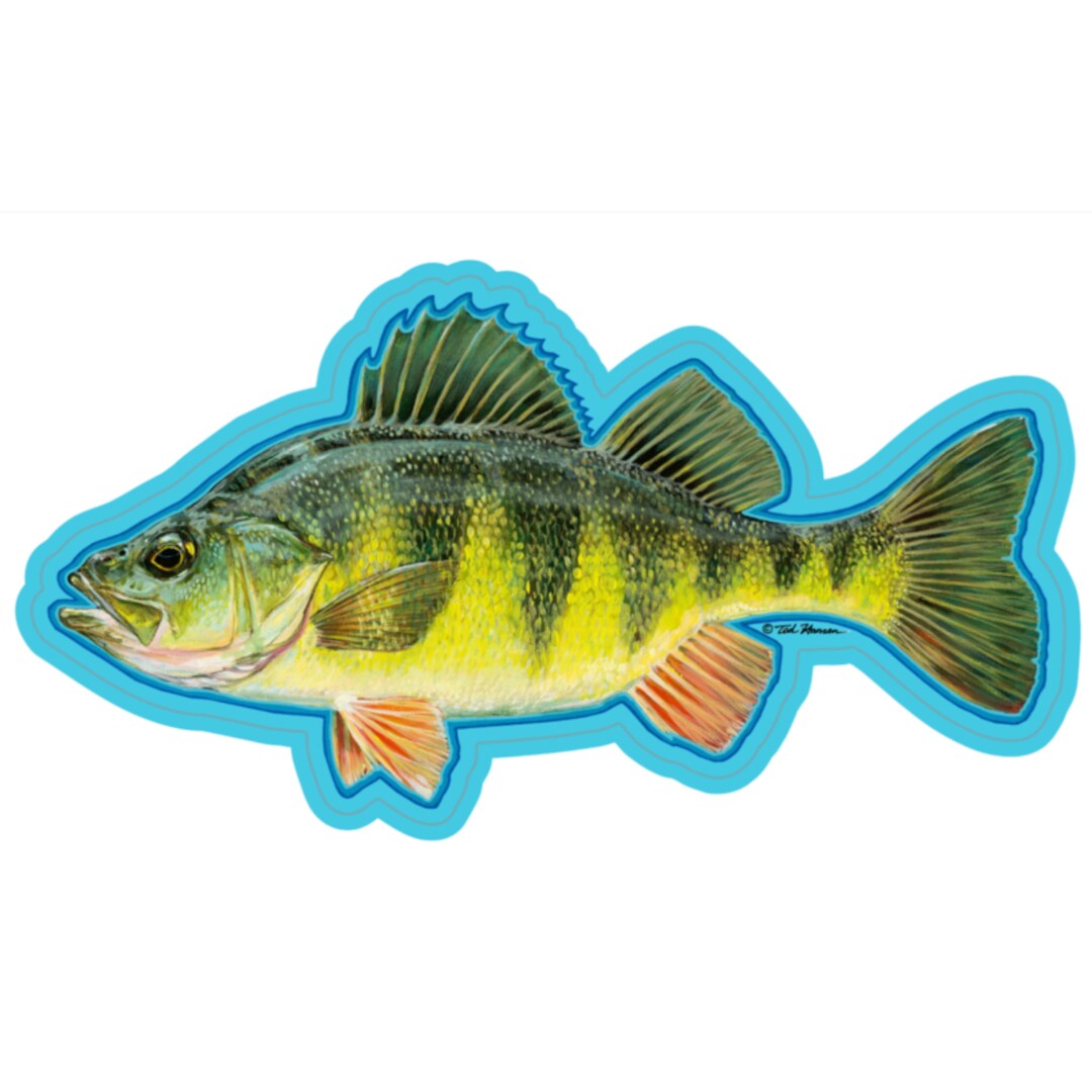 Yellow Perch Vinyl Decal, Blue Border - Etsy