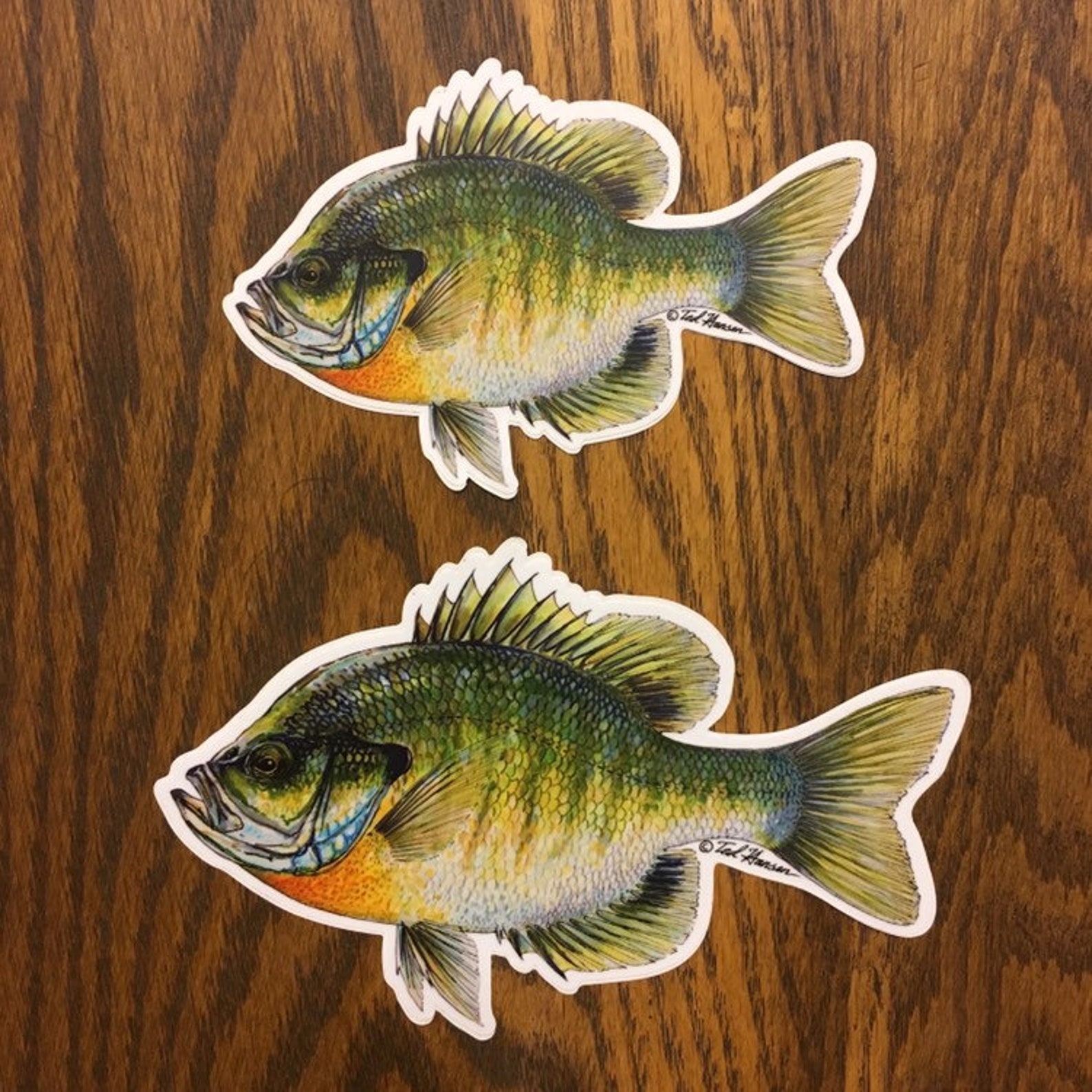 Bluegill Vinyl Decal - Etsy