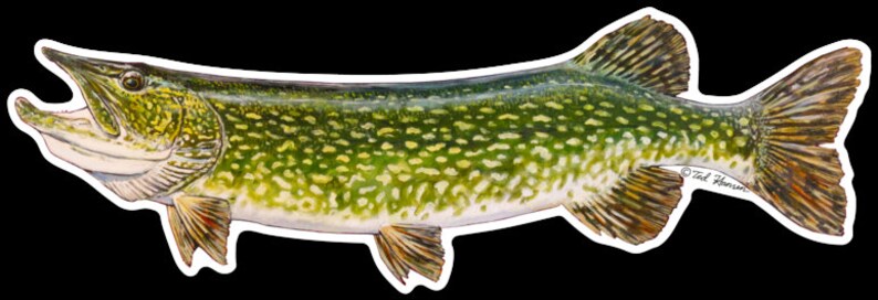 Northern Pike Vinyl Decal 8 | Etsy