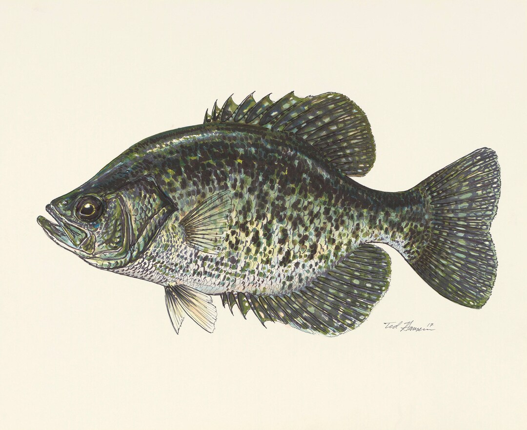 Prisma Crappie, Limited Ed. Archival Print - Etsy