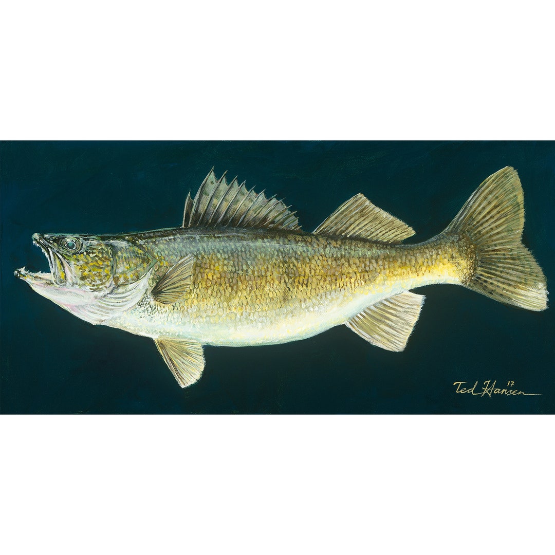 Walleye on Blue, Limited Edition Archival Print - Etsy