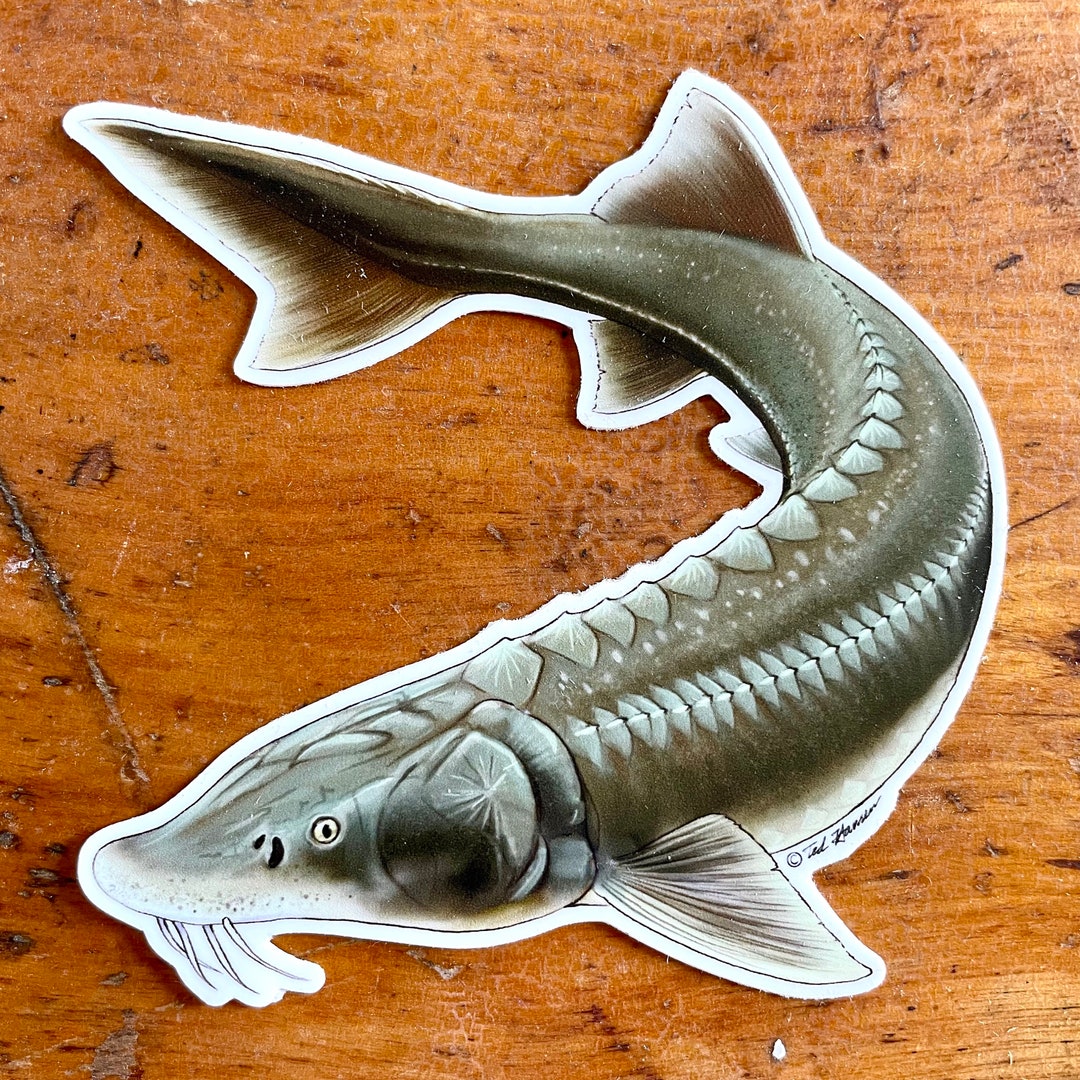 Lake Sturgeon Vinyl Decal - Etsy