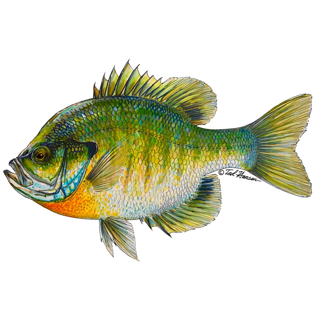 Bluegill Vinyl Decal - Etsy