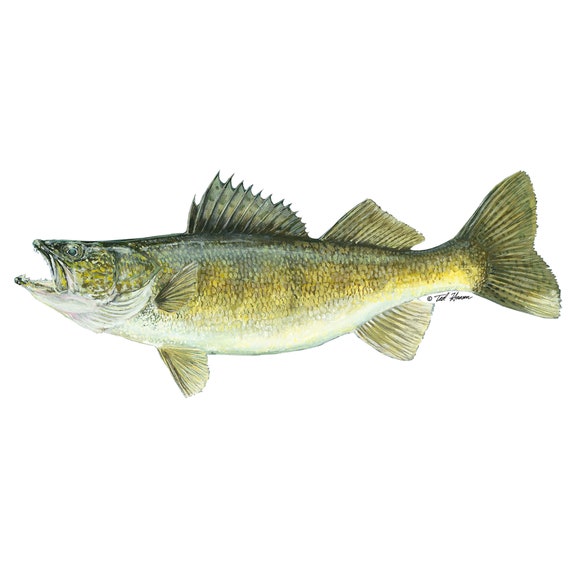 Walleye Decal - Etsy