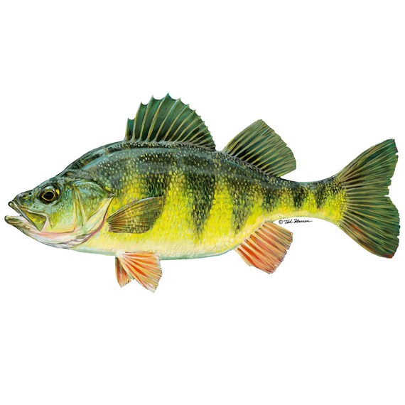Yellow Perch Vinyl Decal 4 - Etsy
