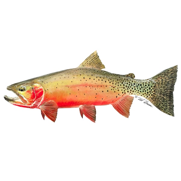 Cutthroat Trout Art - Etsy