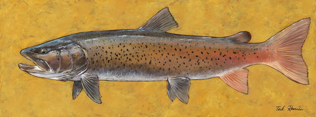 Mongolian Taimen, Lmtd. Ed. Archival Reproduction on Canvas - Etsy