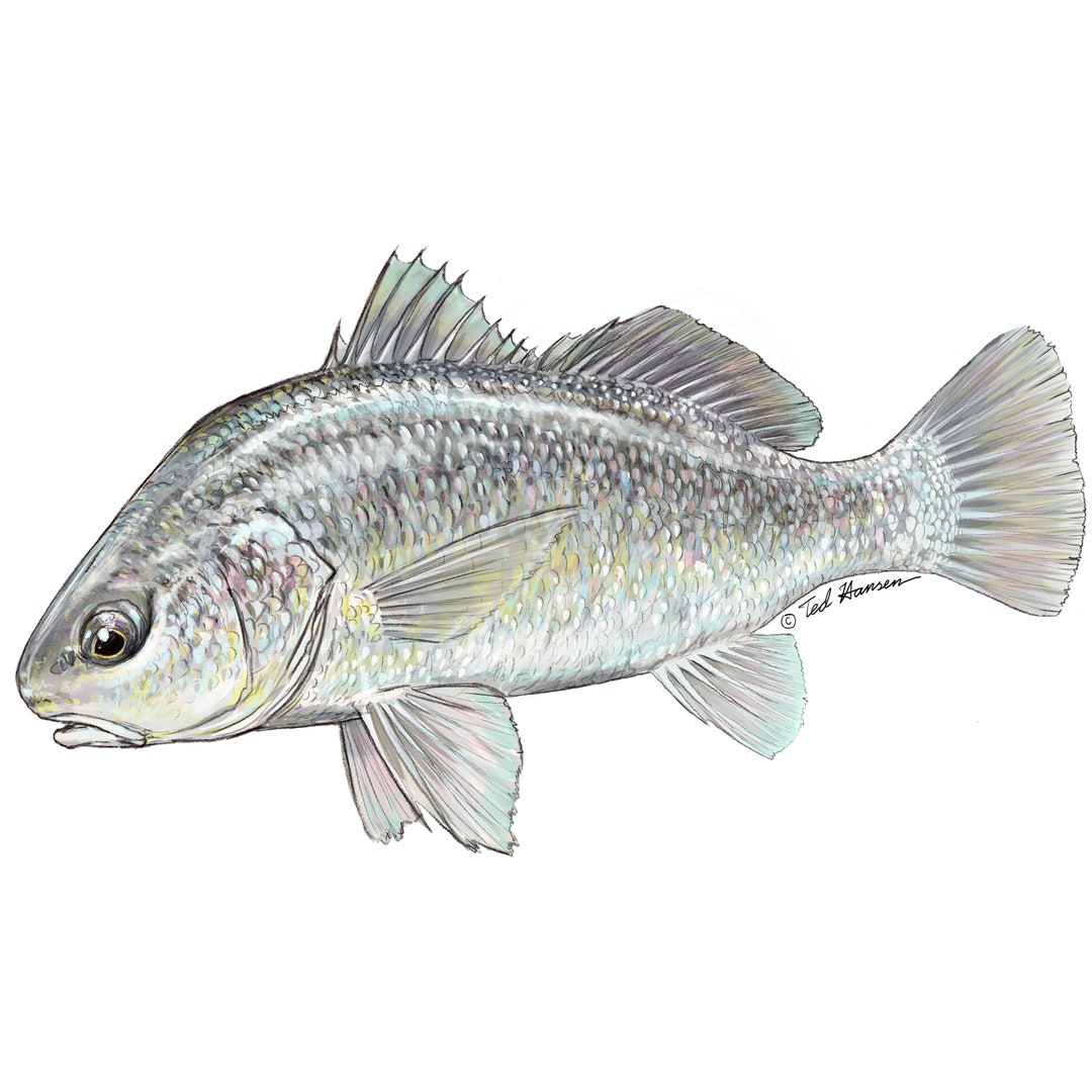 Sheepshead - Freshwater Drum, Vinyl Decal - Etsy