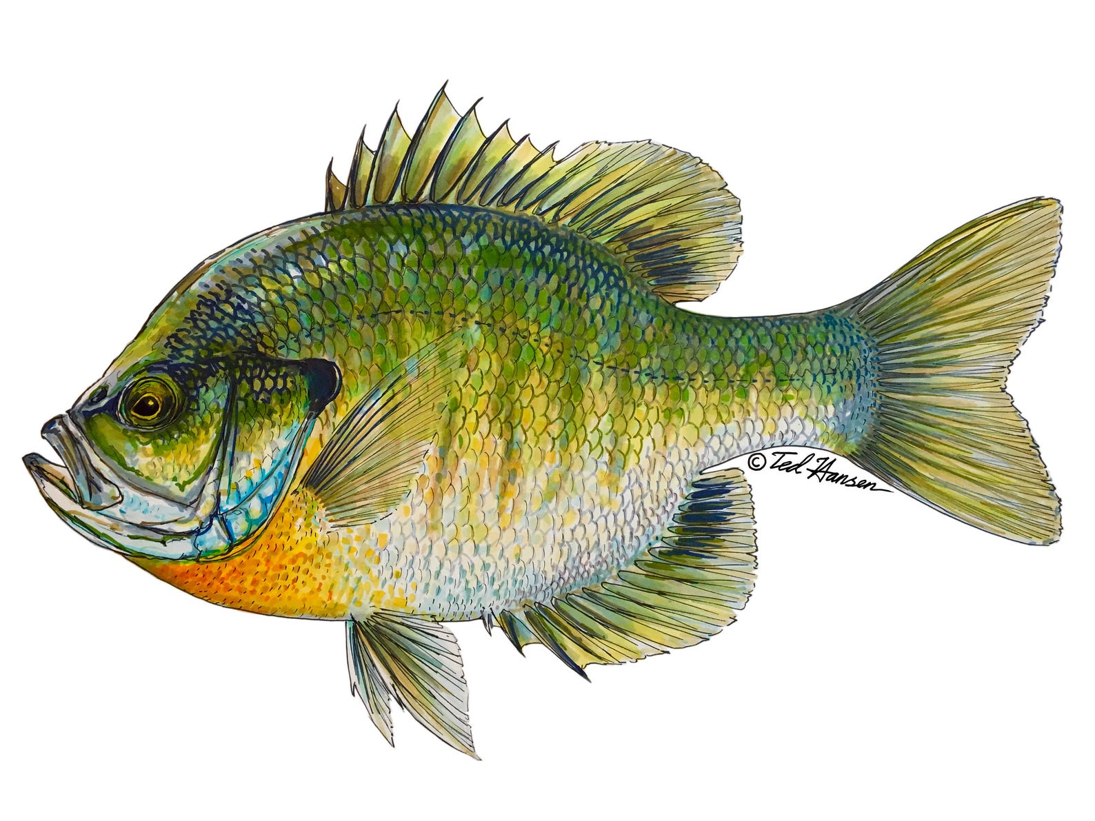 Bluegill Vinyl Decal - Etsy