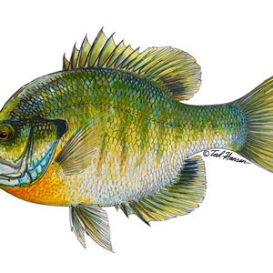 Bluegill Vinyl Decal - Etsy