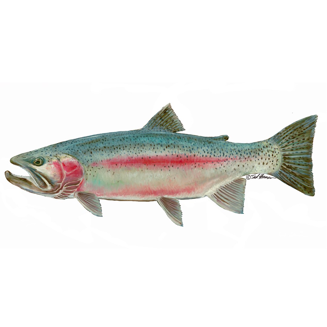 Steelhead Trout Profile Vinyl Decal - Etsy