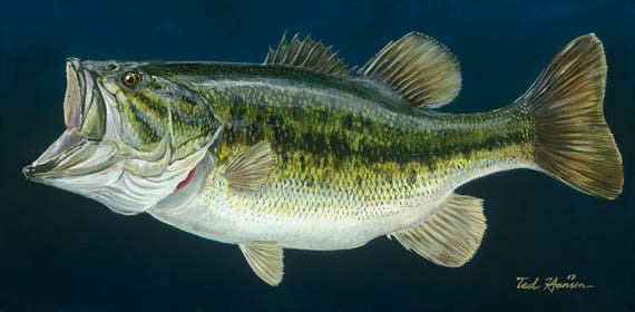 Largemouth Bass on Blue Limited Ed. Giclee Print - Etsy