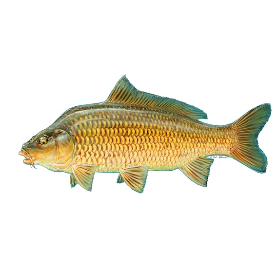 Carp Decal - Etsy