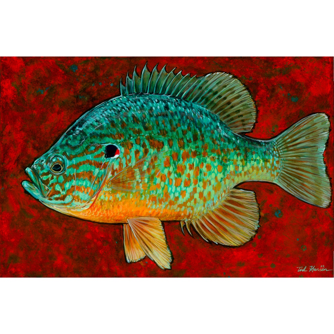 Pumpkinseed Sunfish Archival Print - Etsy