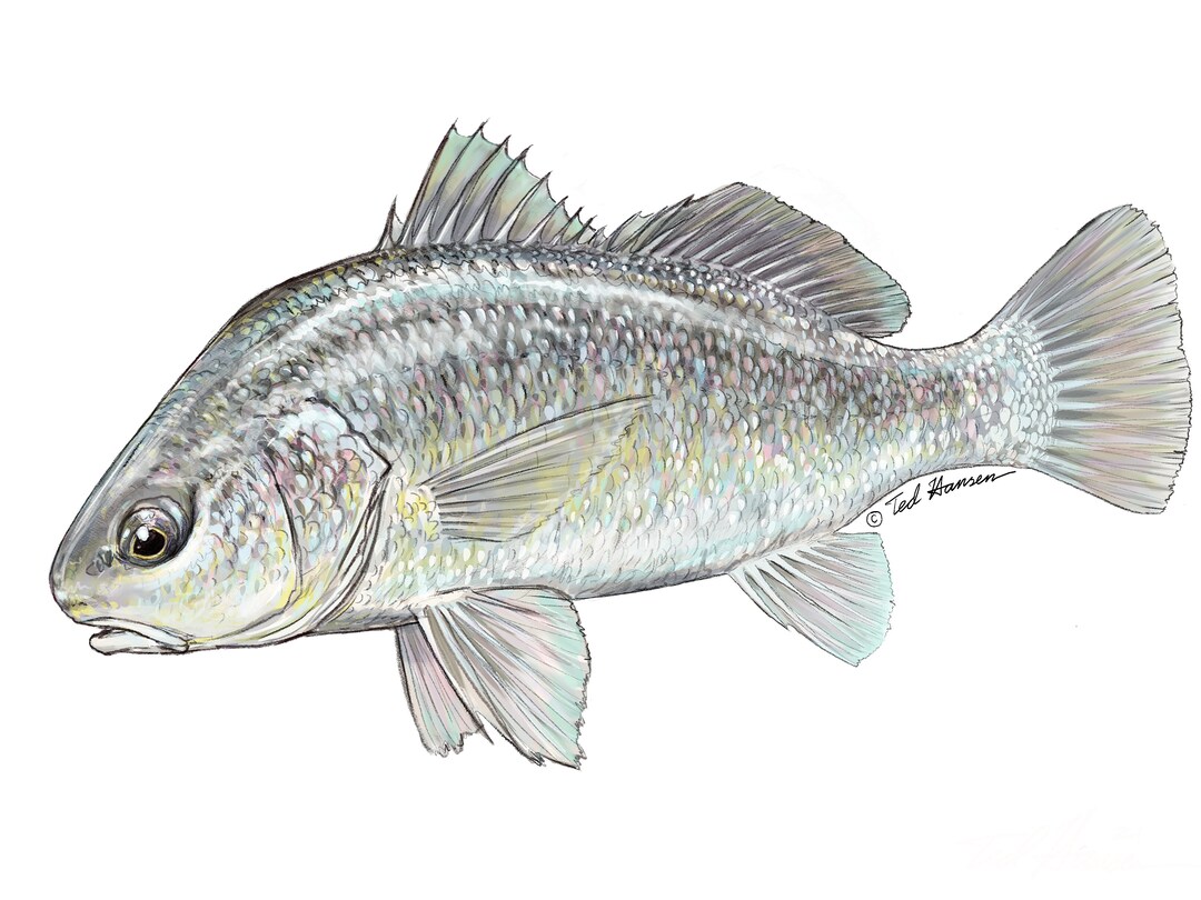 Sheepshead Freshwater Drum Vinyl Decal - Etsy
