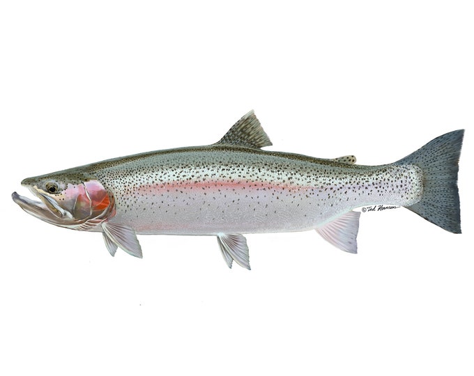 Steelhead - Etsy