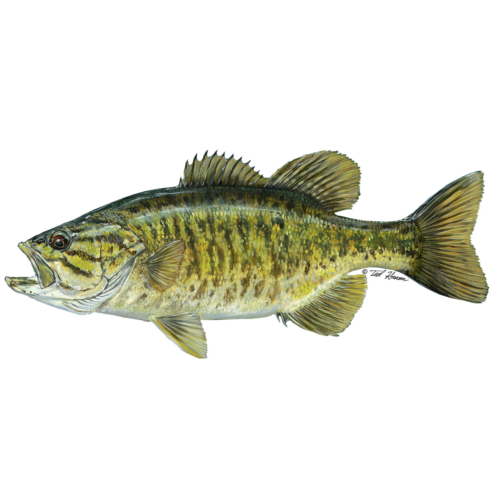 Smallmouth Bass Vinyl Decal, 7" - Etsy