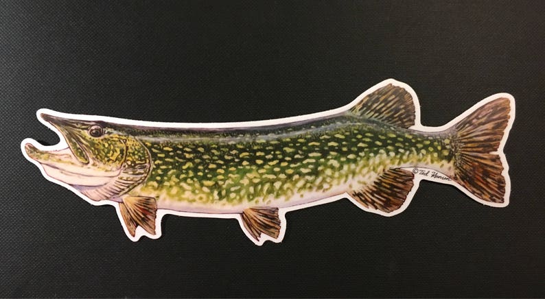 Northern Pike Vinyl Decal 8 | Etsy