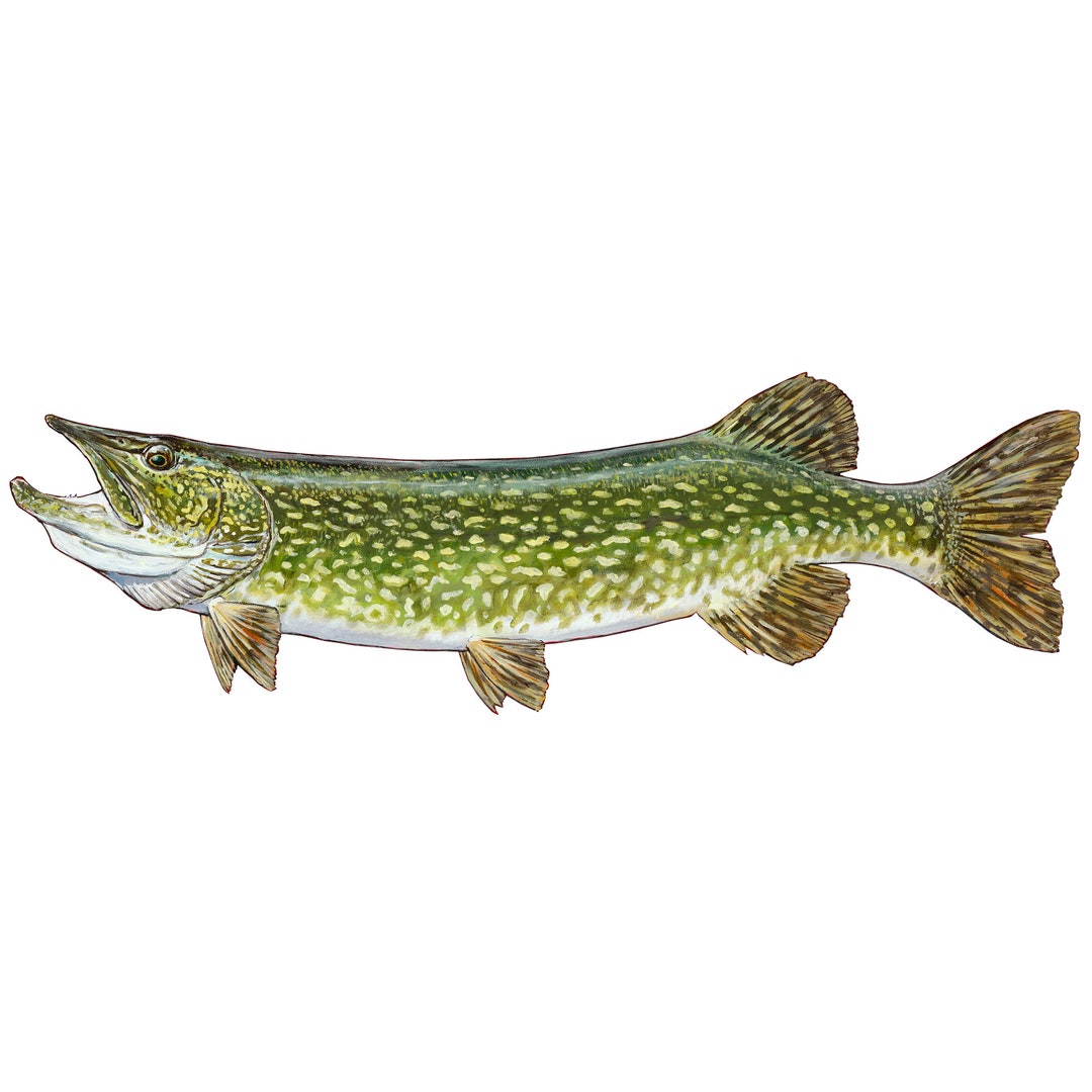 Northern Pike Vinyl Decal, 8" - Etsy