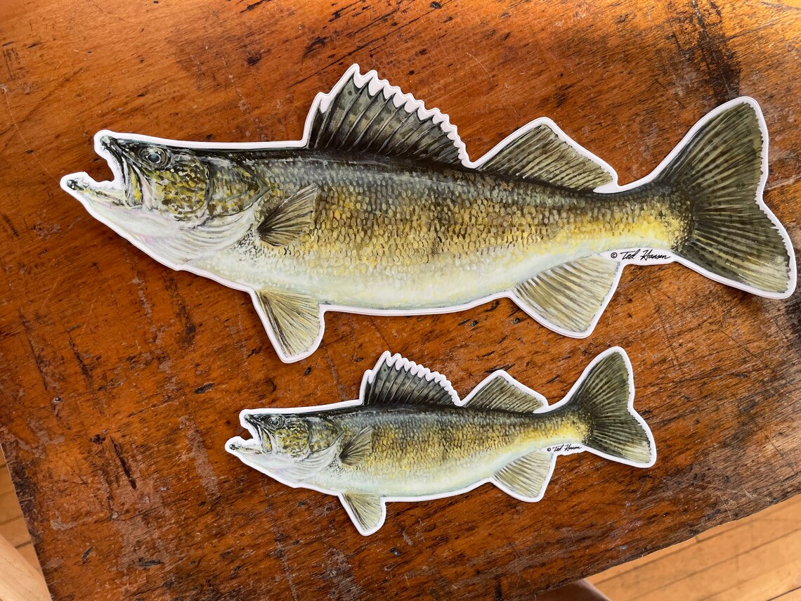 Walleye Decal - Etsy